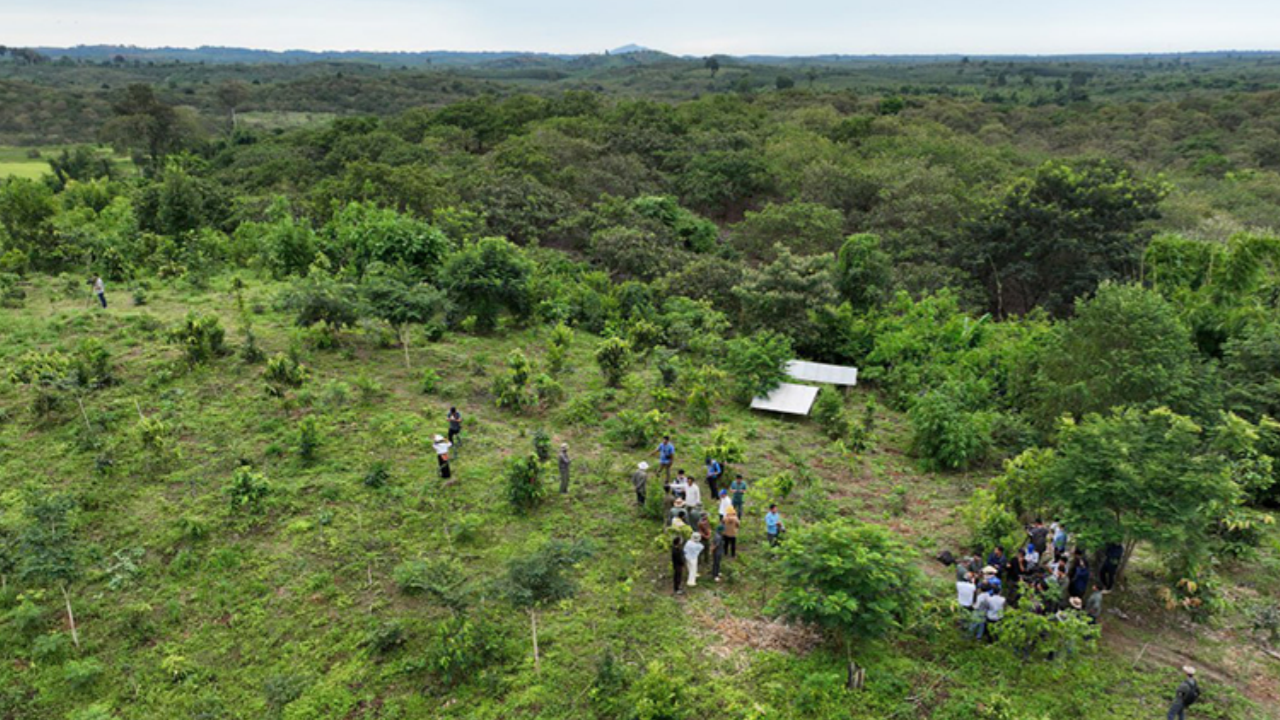 高斯玛REDD+项目累计培育树苗超15.6万株